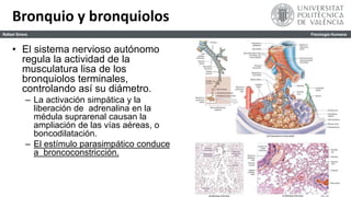 Sistema Respiratorio. Anatomía | PPTX