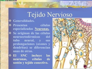 Tema 8 Tejido Nervioso | PPT