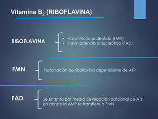 VITAMINAS HIDROSOLUBLES | PDF