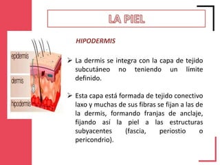 Tema 9. la piel | PPTX