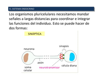 tema_9.-sistema_endocrino_1.pdf CELULA DIANA.pdf