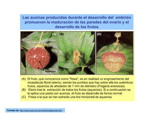 Respuestas de las plantas a señales internas y externas.pdf