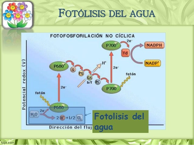Tema 9 anabolismo