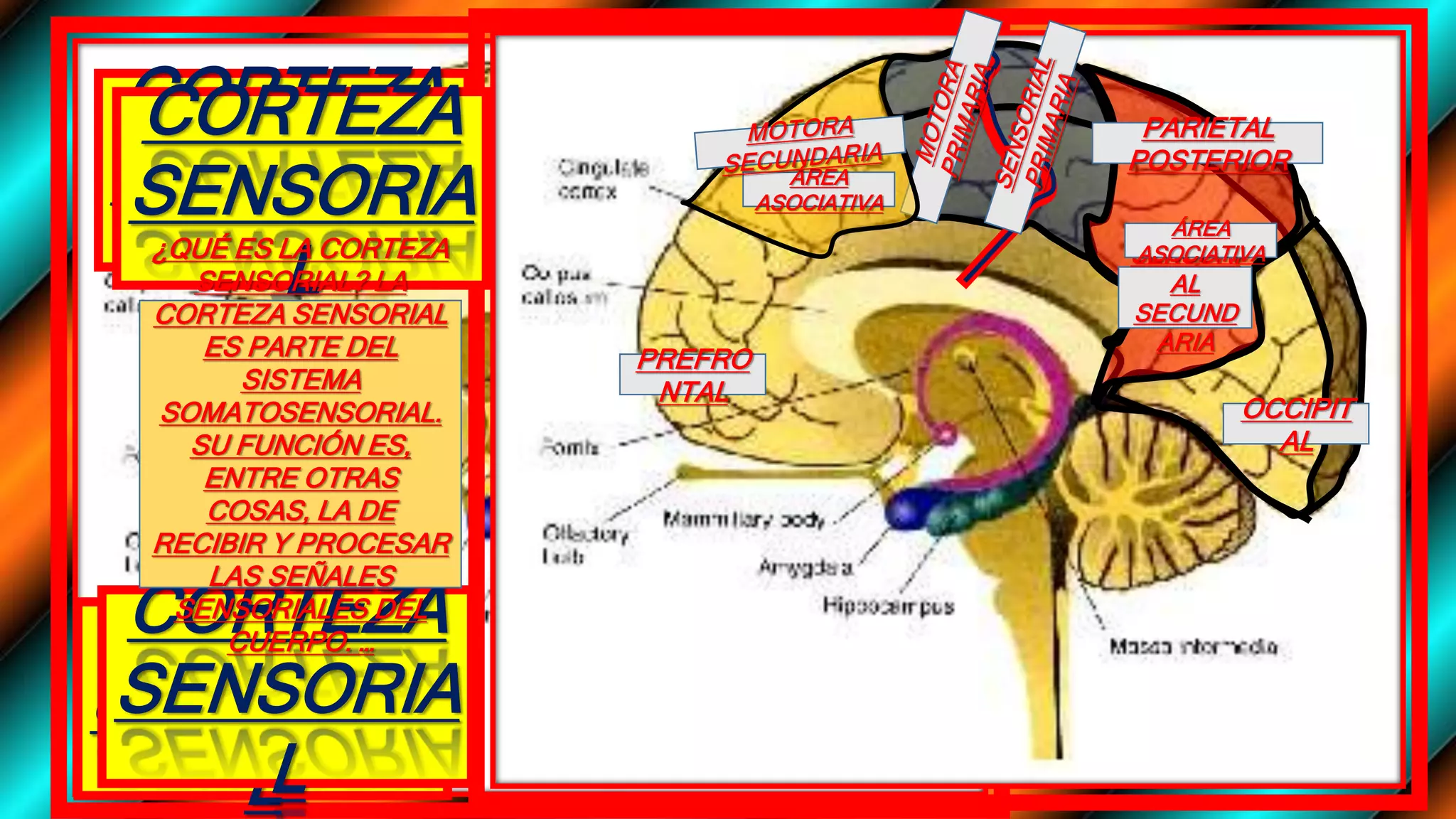 TEMA 901. CORTEZA SENSITIVA. 05.12.22.pptx