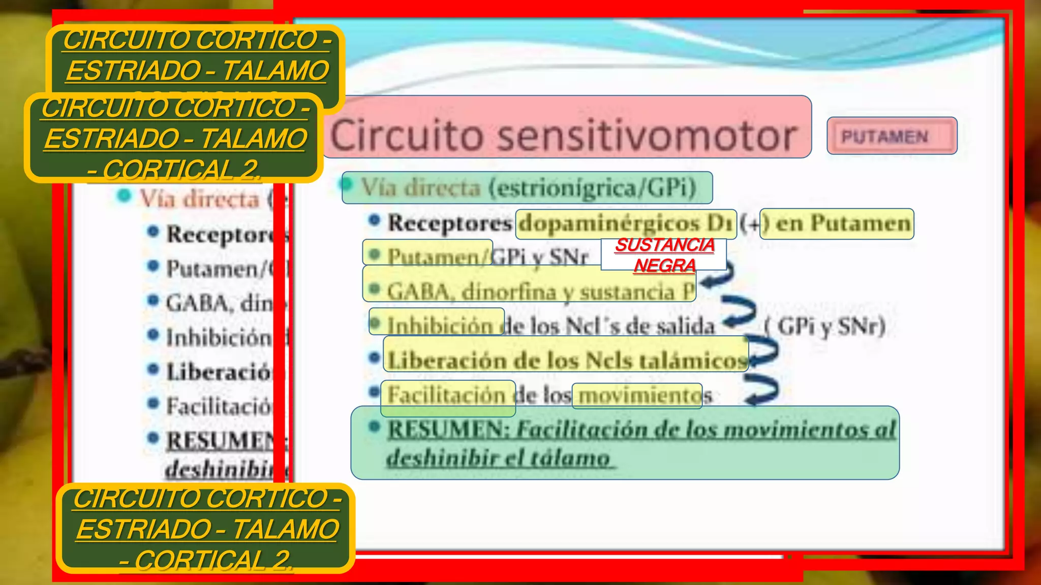 TEMA 924. SUB DIVISIONES DEL CIRCUITO CORTICO ESTRIATAL TALAMO CORTICAL ...