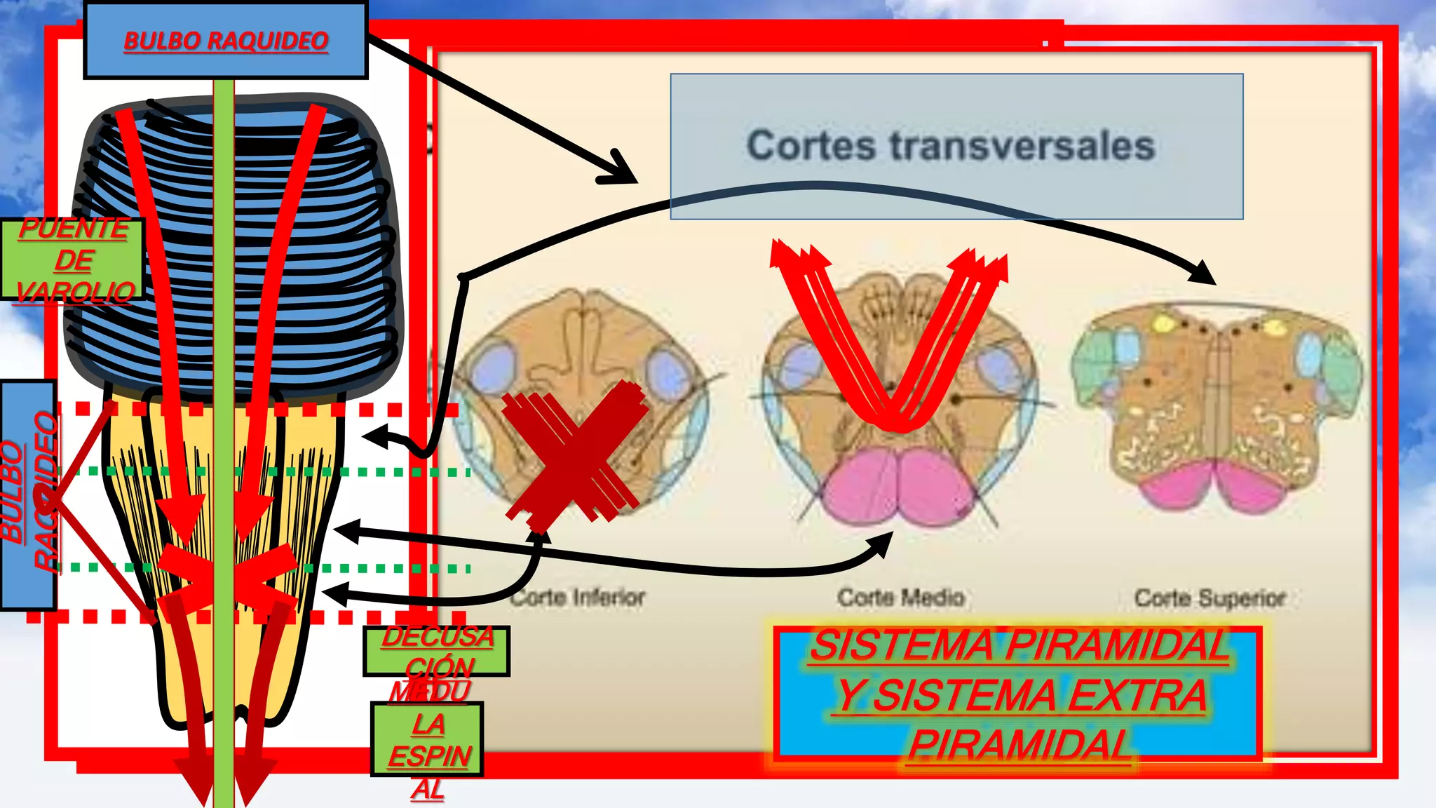 TEMA 928. SISTEMA EXTRA PIRAMIDAL Y EL SISTEMA PIRAMIDAL. SU RELACIÓN ...