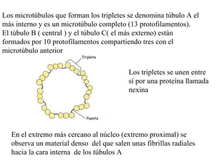 Tema 8 citoplasma y organulos no membranosos | PPT