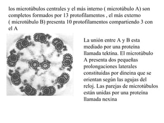Tema 8 citoplasma y organulos no membranosos | PPT