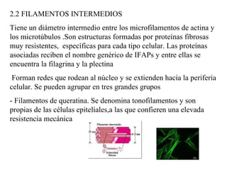 Tema 8 citoplasma y organulos no membranosos | PPT