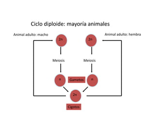 Tema 9 Ciclo celular, mitosis, meiosis.pptx