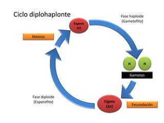 Tema 9 Ciclo celular, mitosis, meiosis.pptx