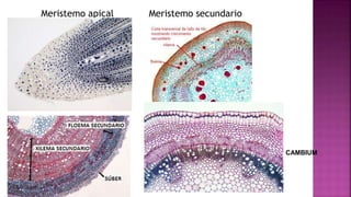 Tema 9 Histología vegetal y animal | PPTX