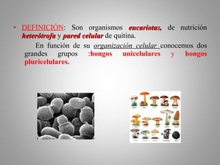 Tema 9 los hongos.plantas sin flor | PPT