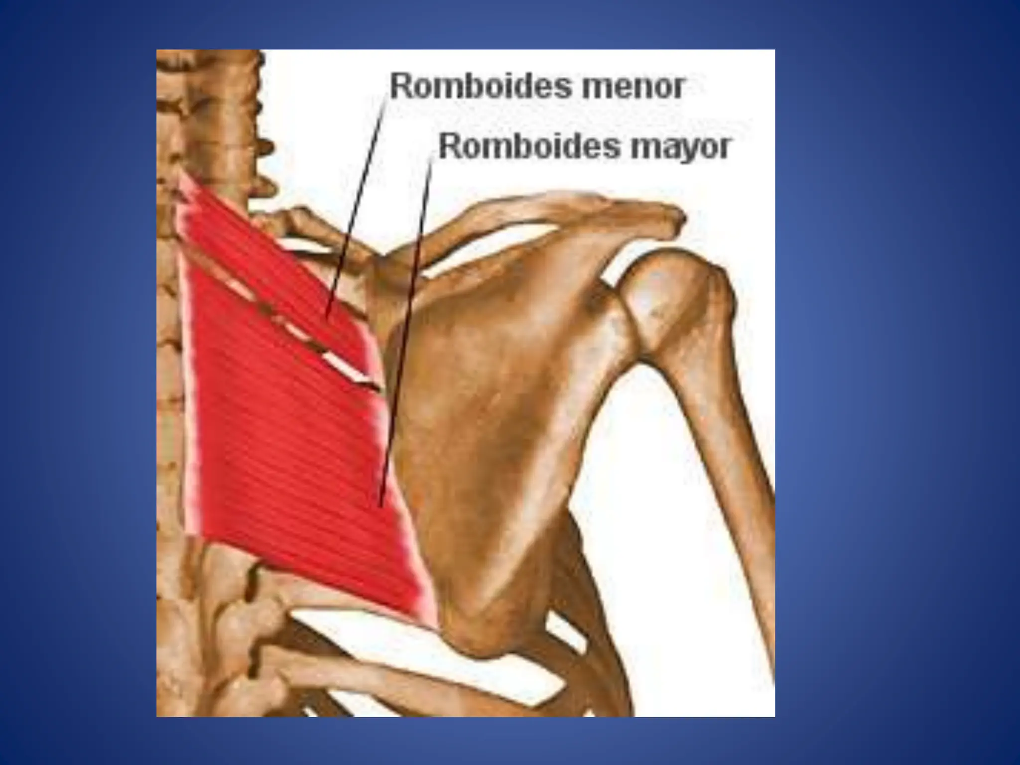 tema_9_MUSCULOS_DE_LA_REGION_POSTERIOR_DEL_TRONCO_Y.pptx