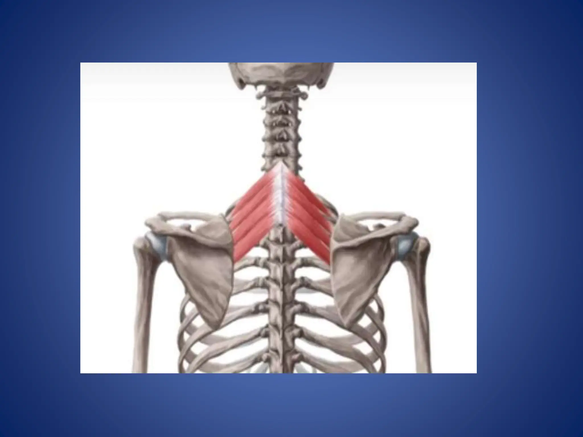 tema_9_MUSCULOS_DE_LA_REGION_POSTERIOR_DEL_TRONCO_Y.pptx