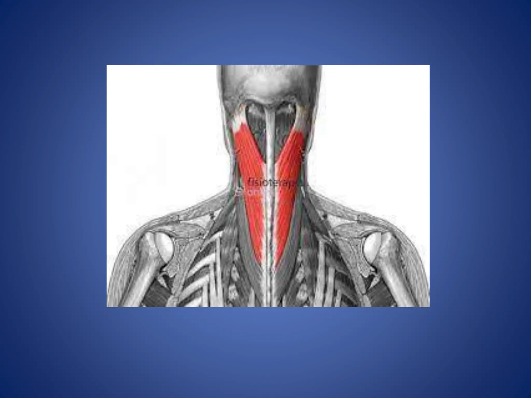 tema_9_MUSCULOS_DE_LA_REGION_POSTERIOR_DEL_TRONCO_Y.pptx