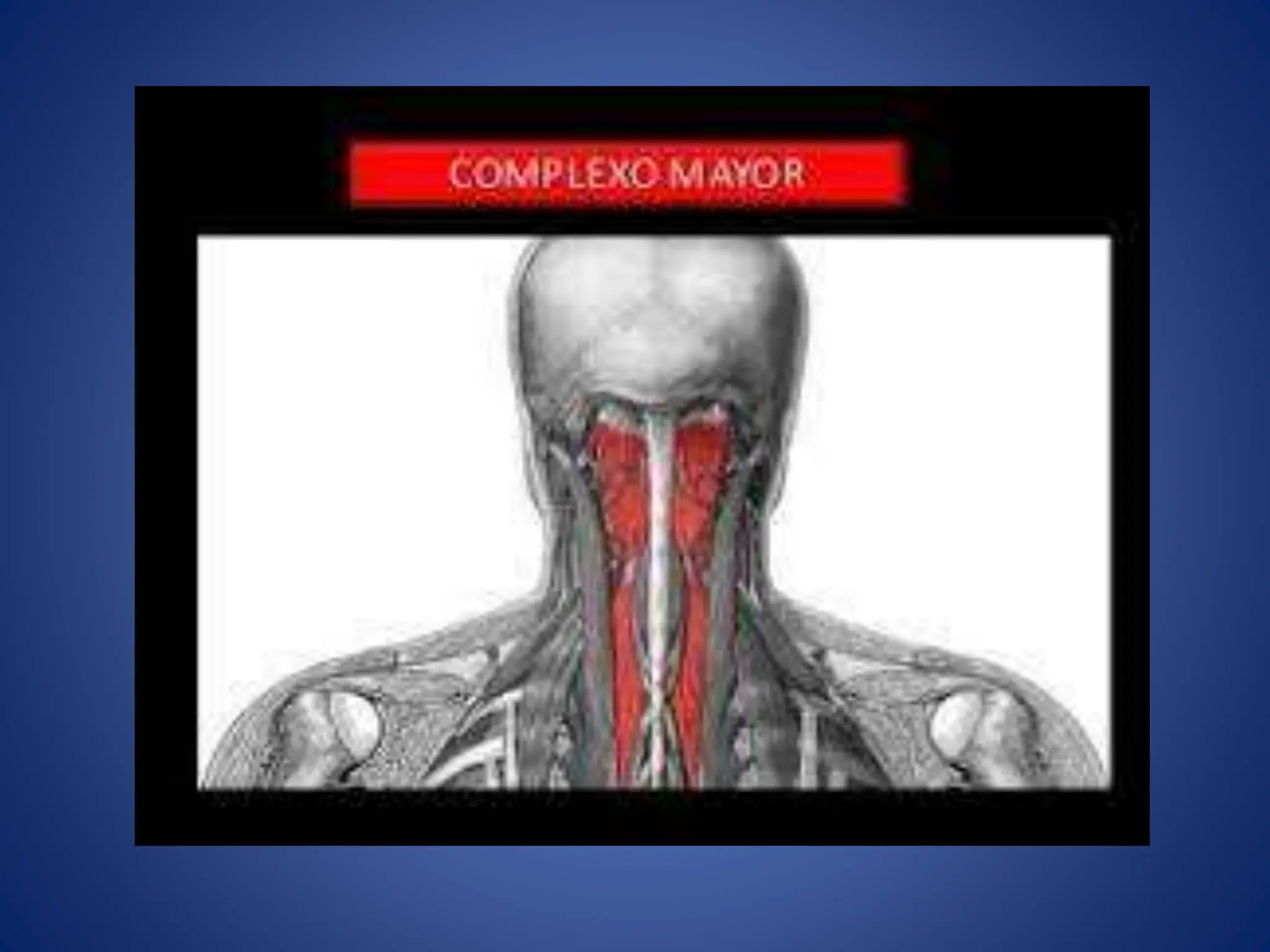 tema_9_MUSCULOS_DE_LA_REGION_POSTERIOR_DEL_TRONCO_Y.pptx
