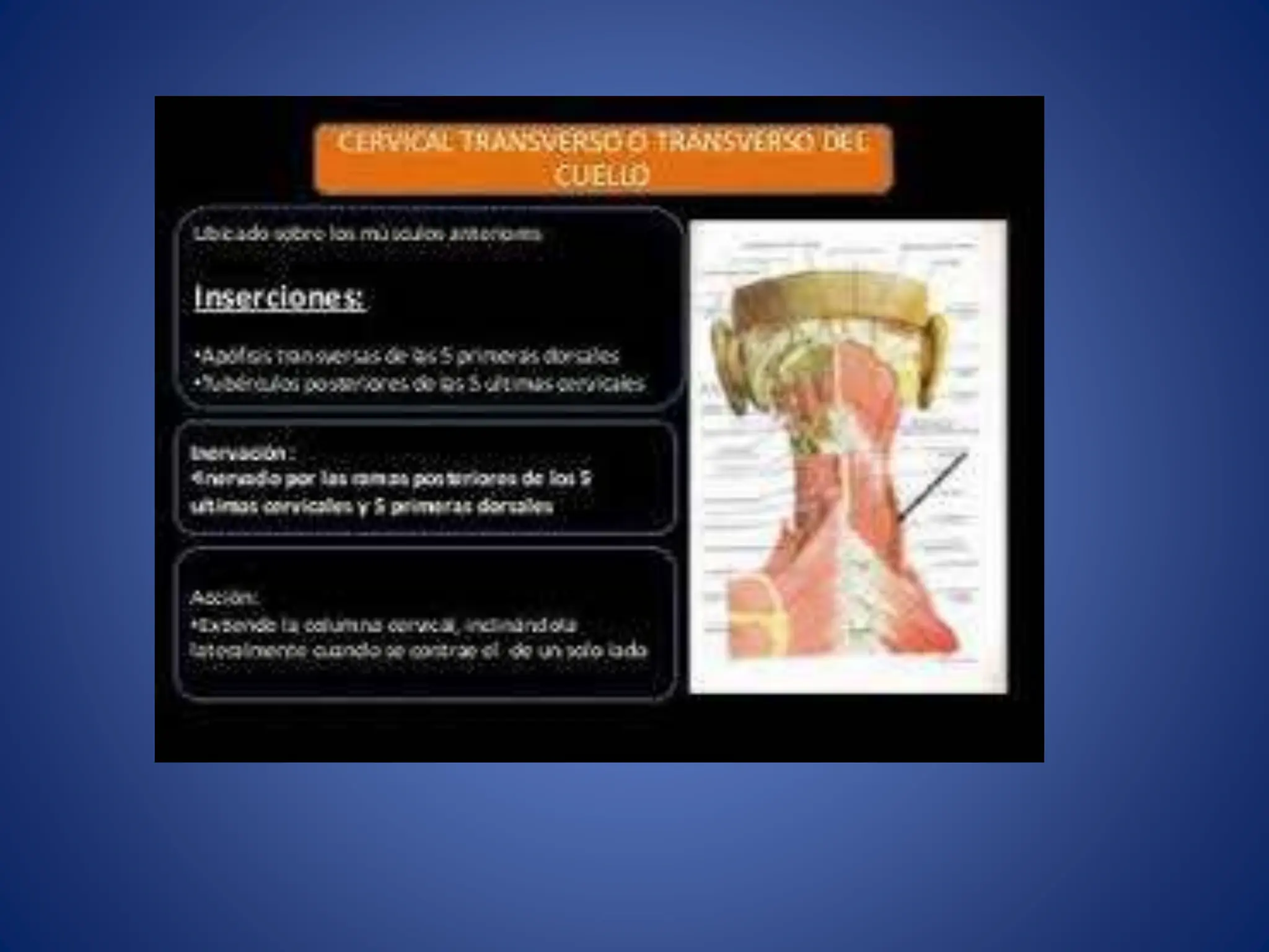 tema_9_MUSCULOS_DE_LA_REGION_POSTERIOR_DEL_TRONCO_Y.pptx