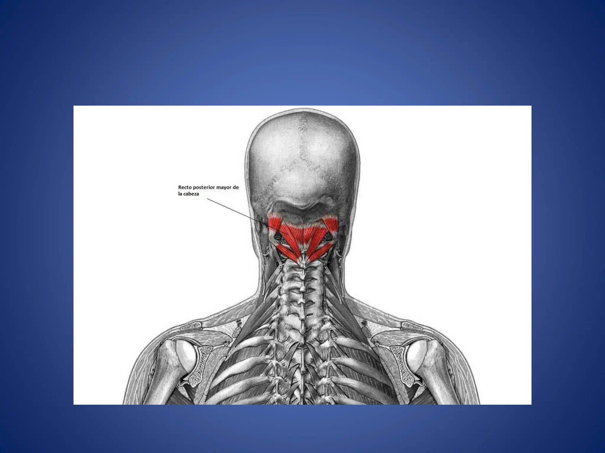 tema_9_MUSCULOS_DE_LA_REGION_POSTERIOR_DEL_TRONCO_Y.pptx