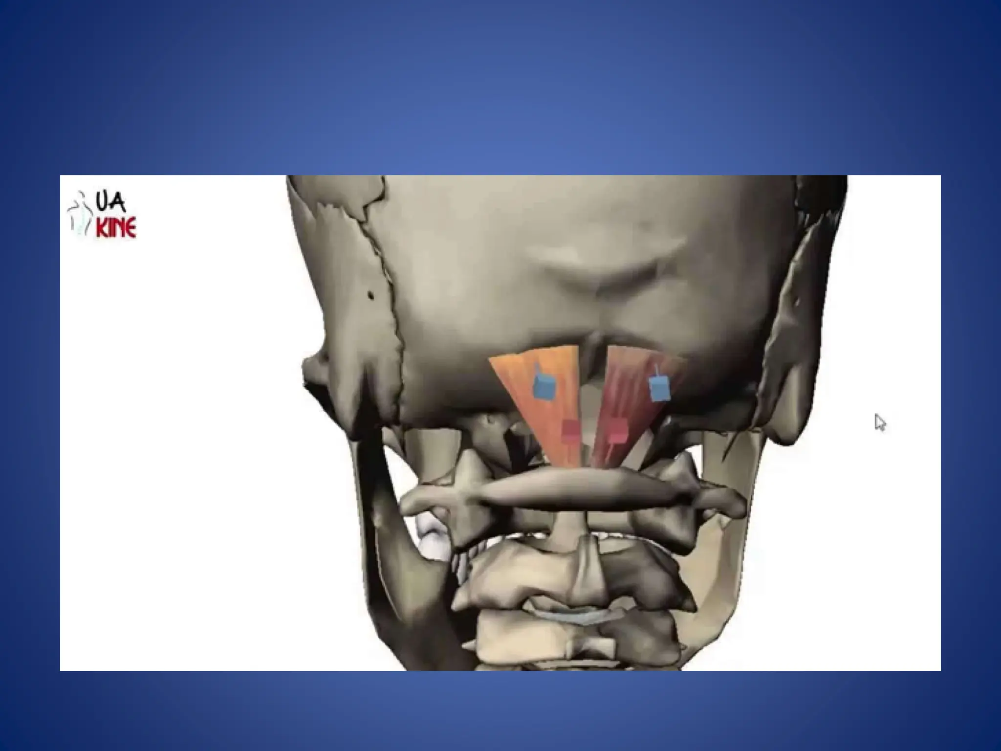 tema_9_MUSCULOS_DE_LA_REGION_POSTERIOR_DEL_TRONCO_Y.pptx