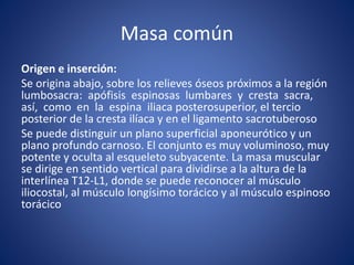 tema_9_MUSCULOS_DE_LA_REGION_POSTERIOR_DEL_TRONCO_Y.pptx