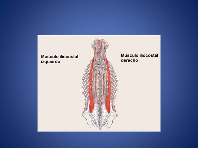 tema_9_MUSCULOS_DE_LA_REGION_POSTERIOR_DEL_TRONCO_Y.pptx