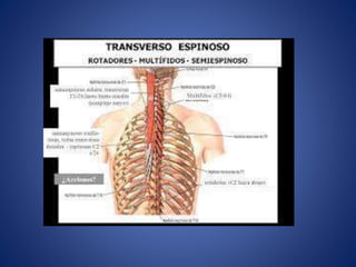 tema_9_MUSCULOS_DE_LA_REGION_POSTERIOR_DEL_TRONCO_Y.pptx