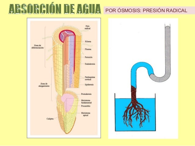Porque Es Importante La Capilaridad En Las Plantas - niechrisinstr
