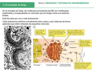 Tema 9_Ribosomas y sistemas de endomembrana.ppt
