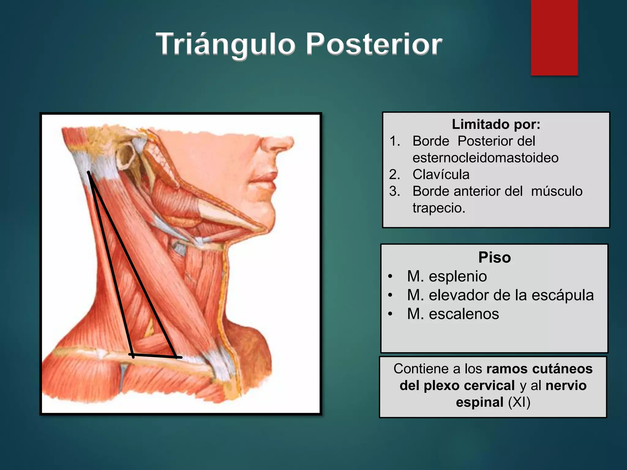 TEMA # 9 TIANGULOS DEL CUELLO.pdf