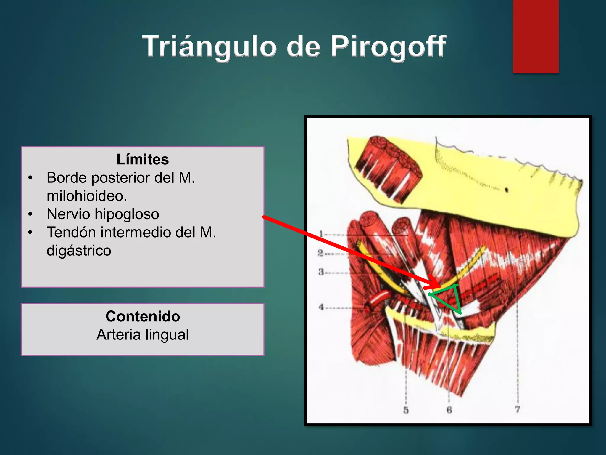TEMA # 9 TIANGULOS DEL CUELLO.pdf