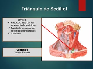 TEMA # 9 TIANGULOS DEL CUELLO.pdf