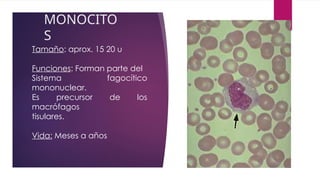 TEMA COMPOSICIÓN SANGUÍNEA (ERITROCITOS, PLAQUETAS, MONOCITOS ...