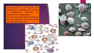 TEMA COMPOSICIÓN SANGUÍNEA (ERITROCITOS, PLAQUETAS, MONOCITOS ...