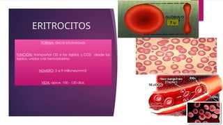 TEMA COMPOSICIÓN SANGUÍNEA (ERITROCITOS, PLAQUETAS, MONOCITOS ...