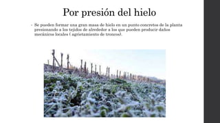 Tema de Heladas en los cultivos.pptx