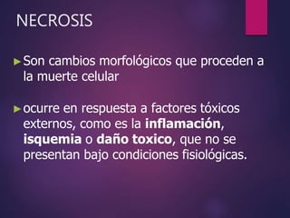 Necrosis | PPTX