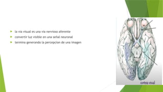 Tema fisiologia humana VIA VISUAL de la vista.pptx