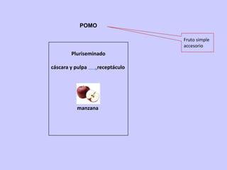 Farmacobotanica frutos clasificación | PPTX
