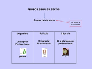 Farmacobotanica frutos clasificación | PPTX