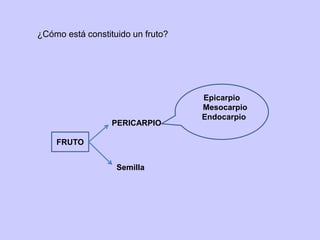 Farmacobotanica frutos clasificación | PPTX