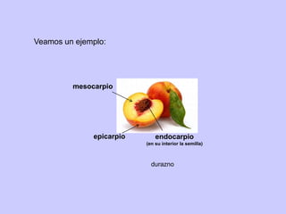 Farmacobotanica frutos clasificación | PPTX