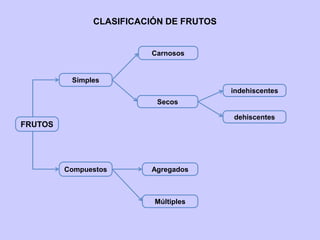 Farmacobotanica frutos clasificación | PPTX