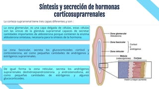 TEMA_HORMONAS_ CORTICOSUPRARRENALES_FISIOLOGIA I_005.pptx