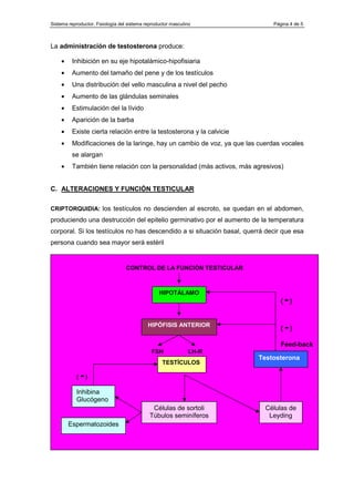 Tema i. fisiología del sistema reproductor masculino | PDF