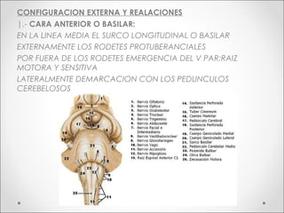 Tema III - Tronco Encefalico: Mesencefalo y Protuberancia | PPT