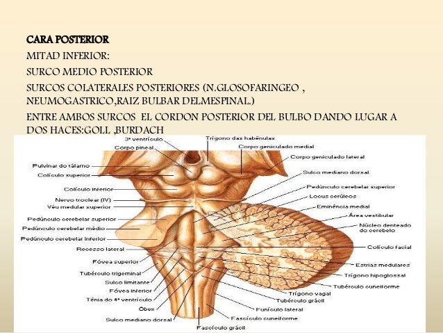 Tema IV - Bulbo Raquideo