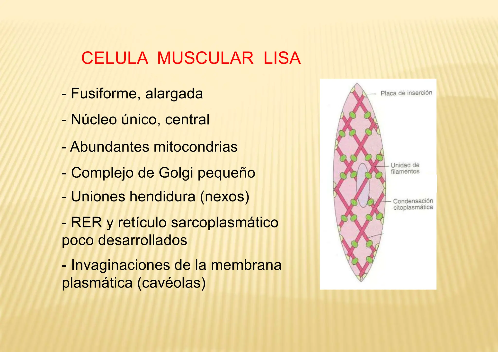 TEMA Nº 5 - TEJIDO MUSCULAR. histología anatomía | PPTX