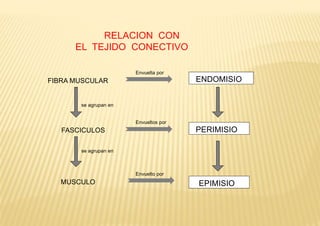 TEMA Nº 5 - TEJIDO MUSCULAR. histología anatomía | PPTX