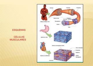 TEMA Nº 5 - TEJIDO MUSCULAR. histología anatomía | PPTX